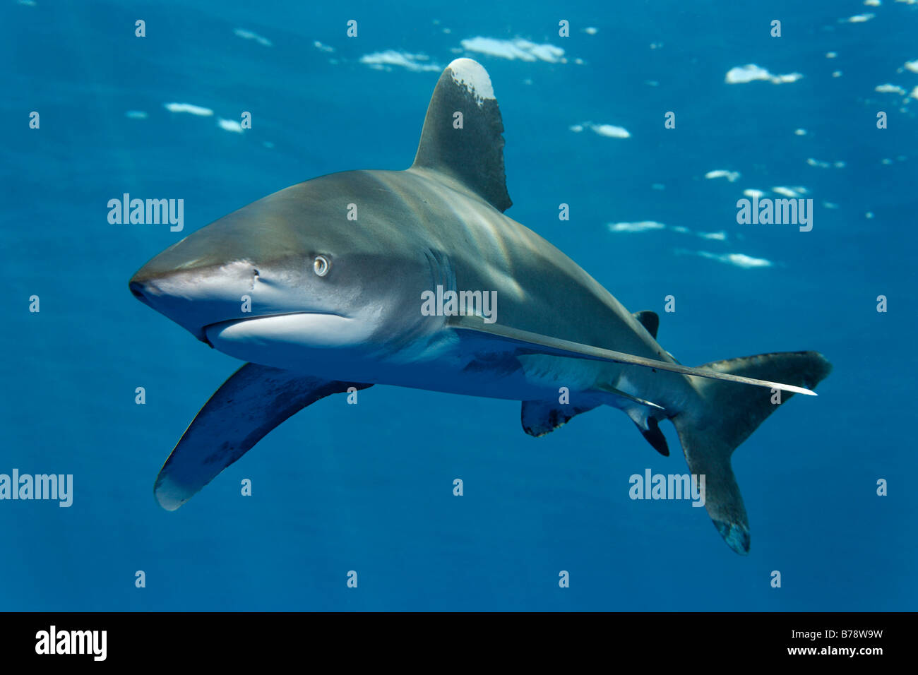 Oceanic whitetip shark (Carcharhinus longimanus) in blue water ...