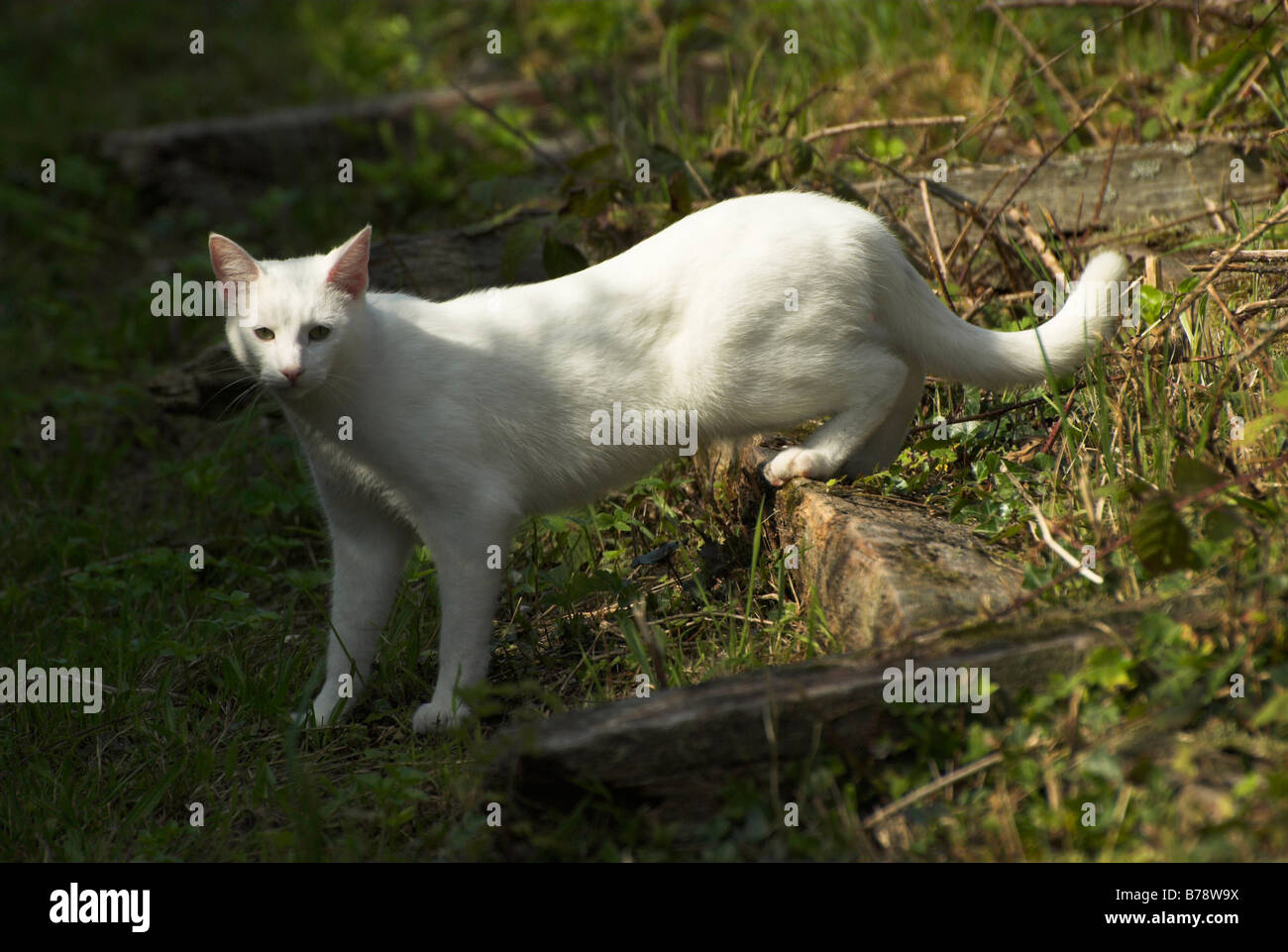 Pet prowler hi-res stock photography and images - Alamy