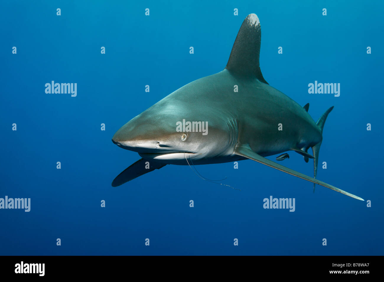Oceanic Whitetip Shark (Carcharhinus longimanus) in blue water with ...