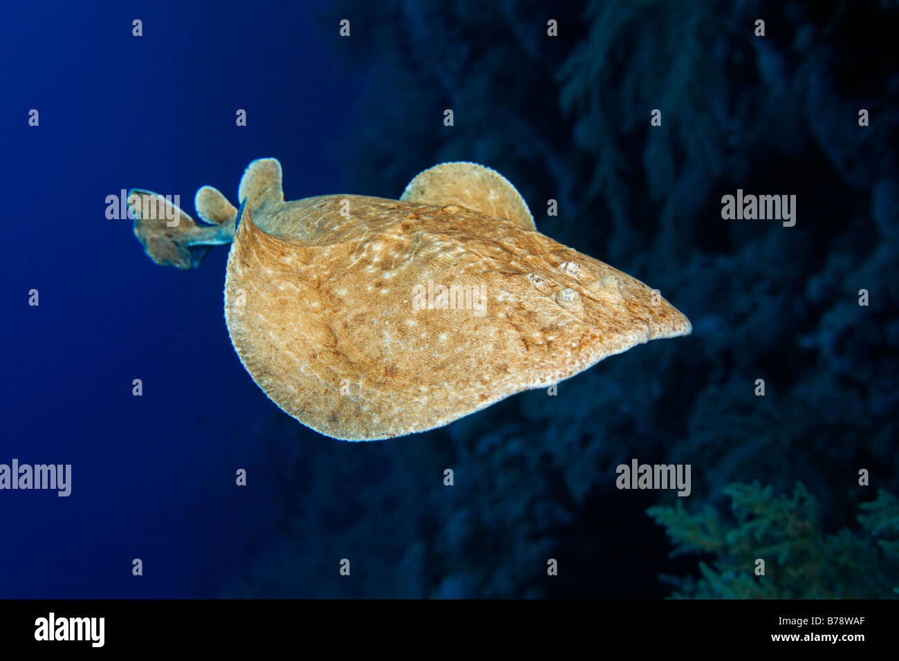 Leopard torpedo (Torpedo panthera) swimming along the coral reef ...