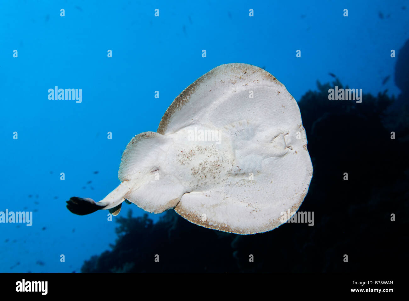 Leopard torpedo (Torpedo panthera) from below swimming along the coral ...