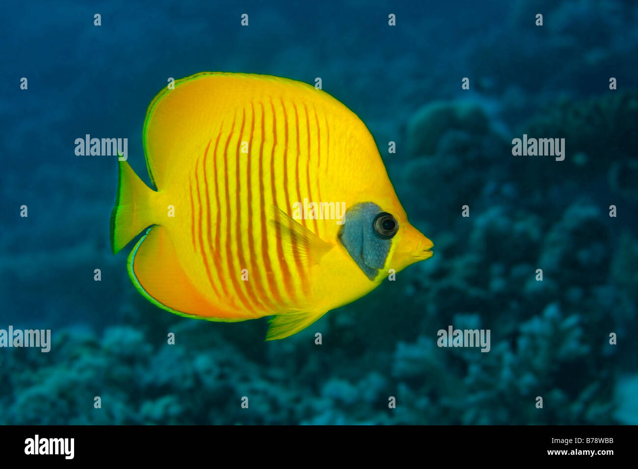 Bluecheek butterflyfish (Chaetodon semilarvatus) swims above the coral ...