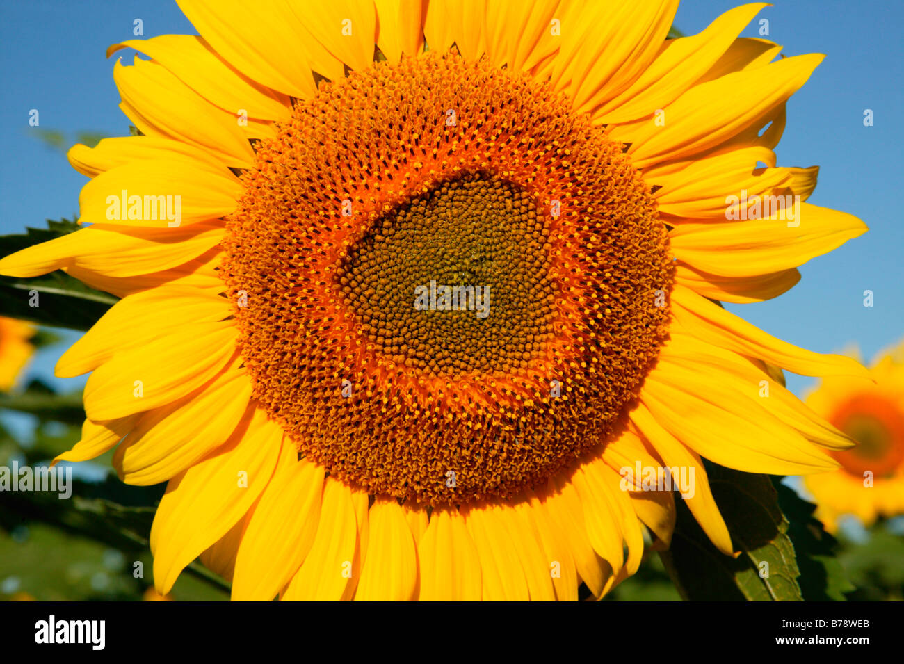 Detail of a single sunflower head Stock Photo - Alamy