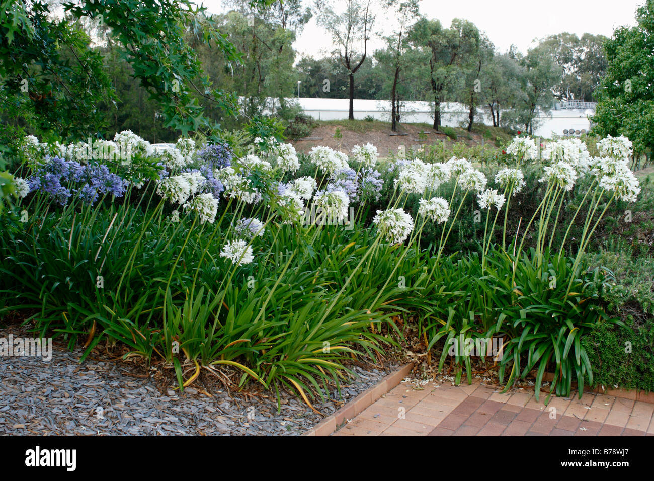 Agapanthus plants hi-res stock photography and images - Alamy