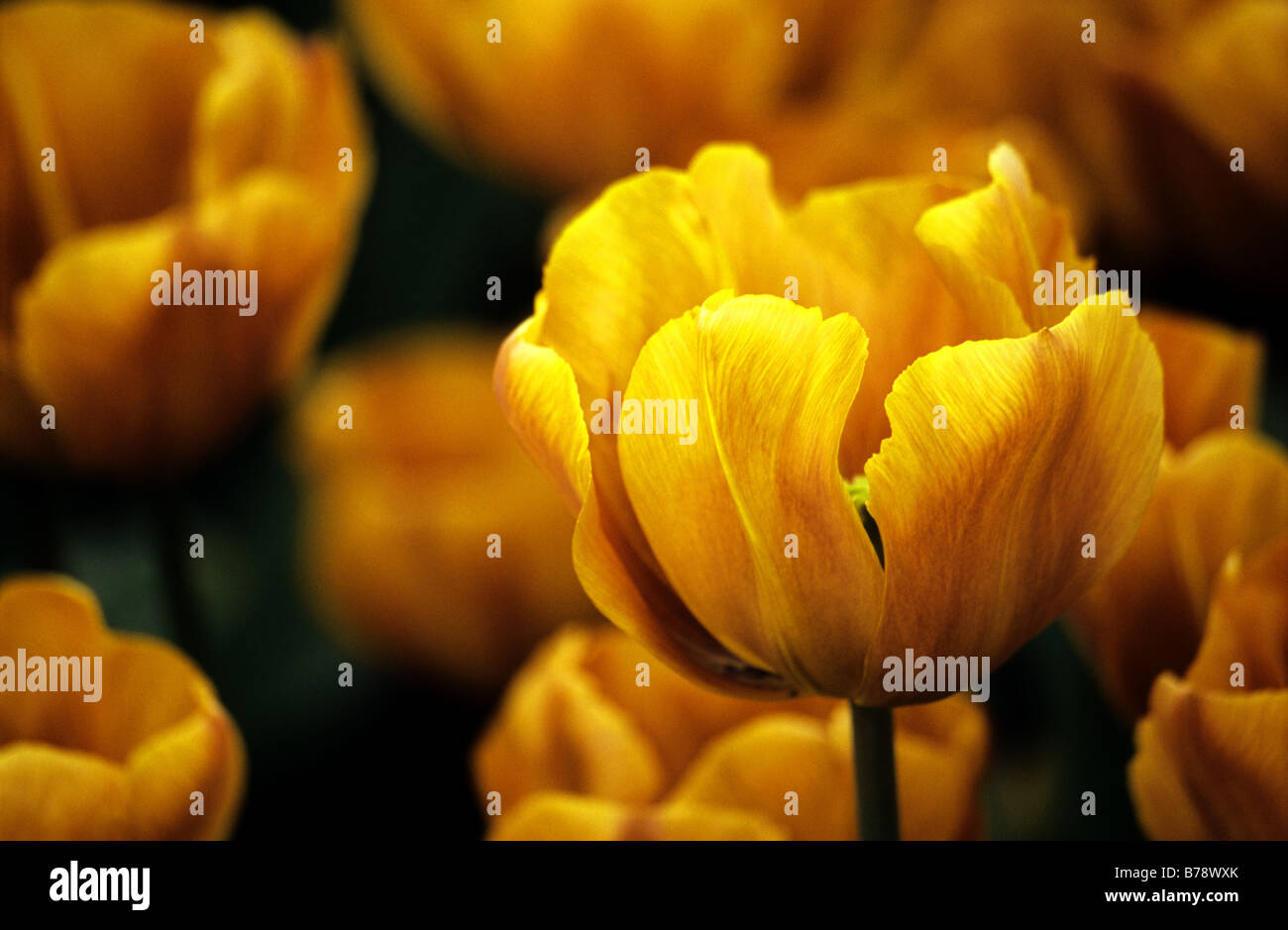 Triumf Tulipa Cairo photographed at Keukenhof Gardens in Lisse the ...