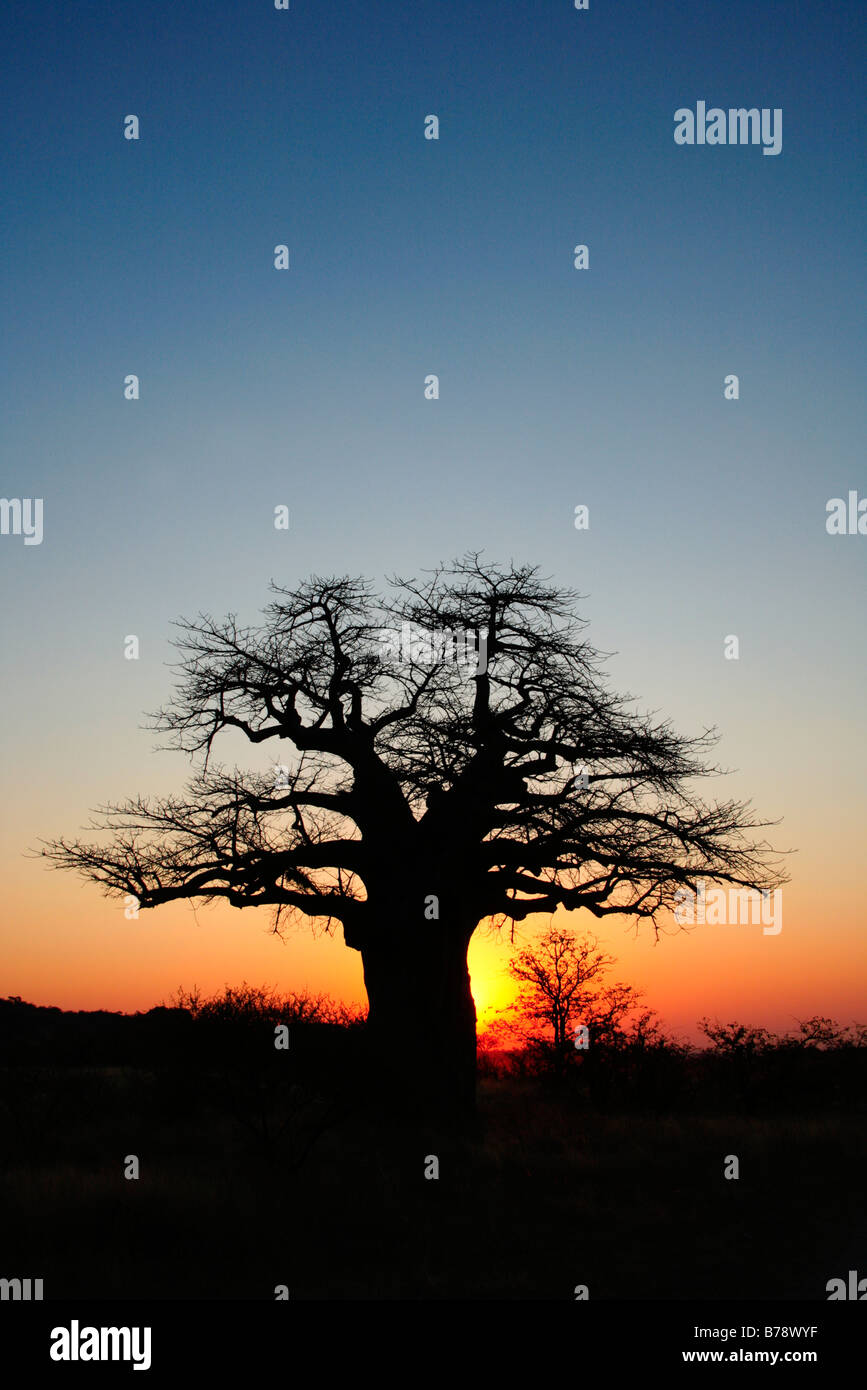 Baobab Tree At Sunrise High Resolution Stock Photography and Images - Alamy