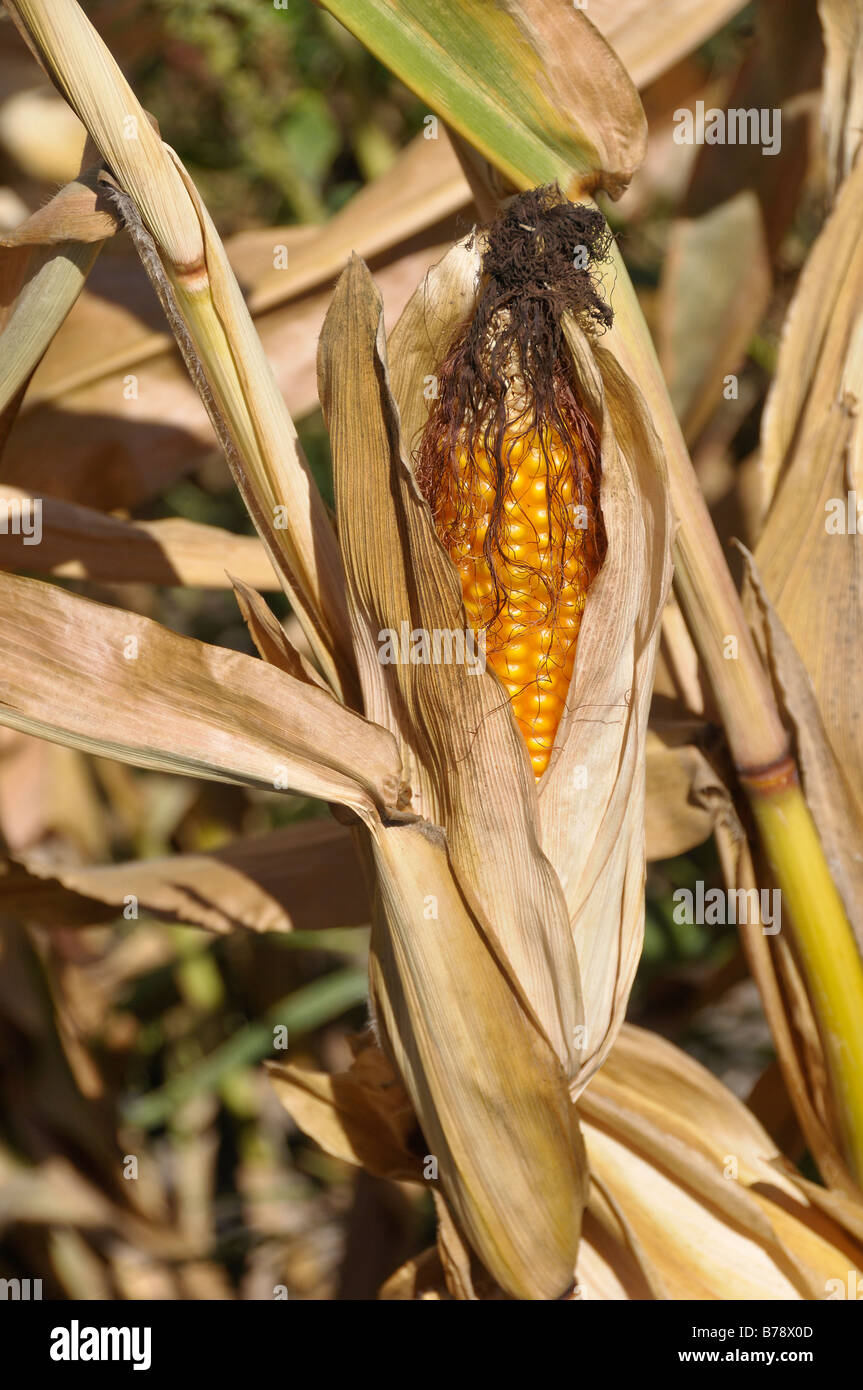 What Is Maize Ear at Mackenzie Ramos blog