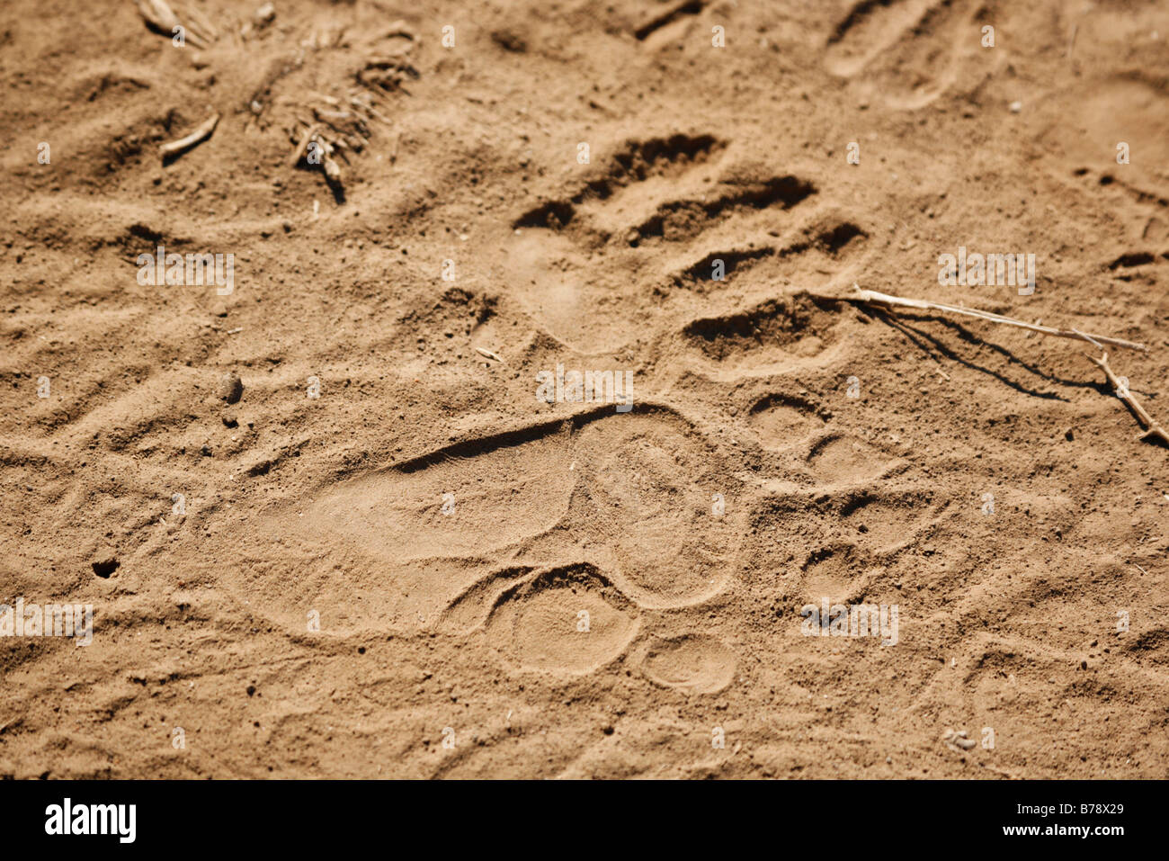Baboon footprints hi-res stock photography and images - Alamy