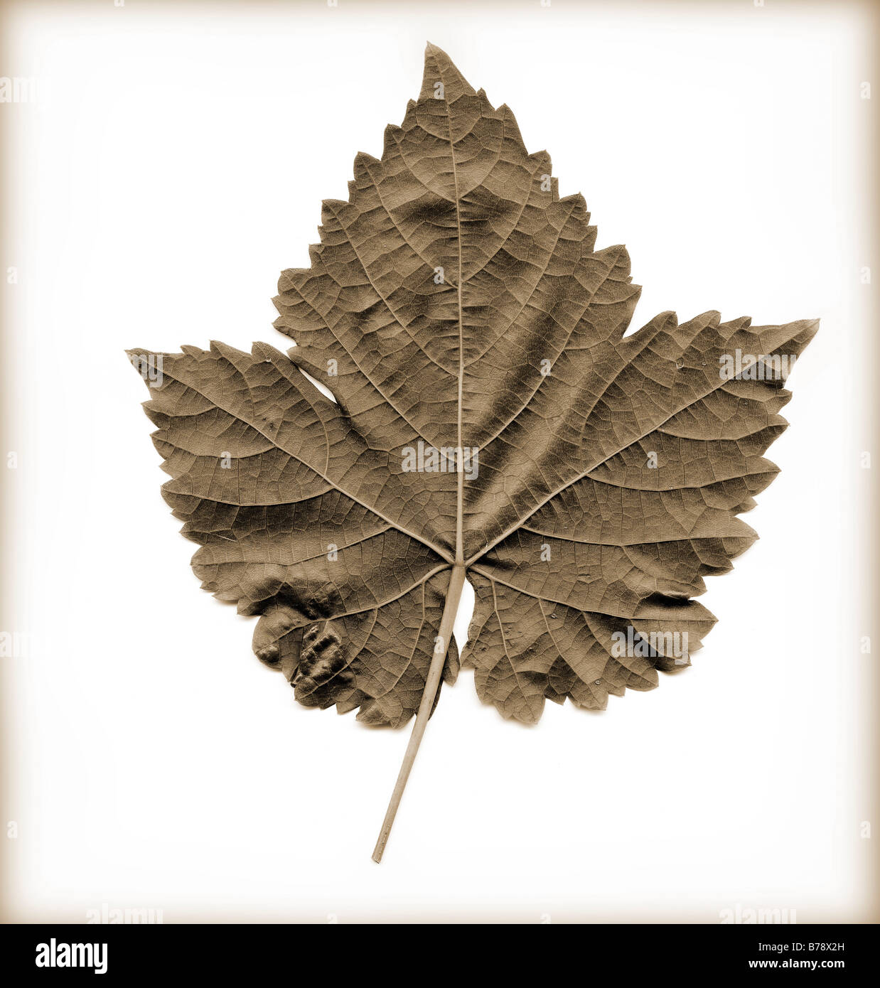 Original leaf hi-res stock photography and images - Alamy