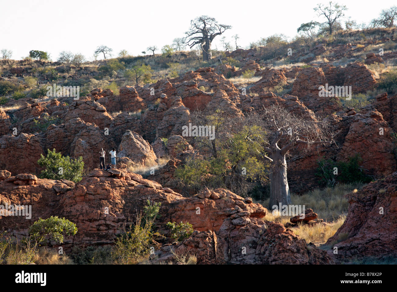 Mapungubwe landscape showing baobab trees and large rock formations ...