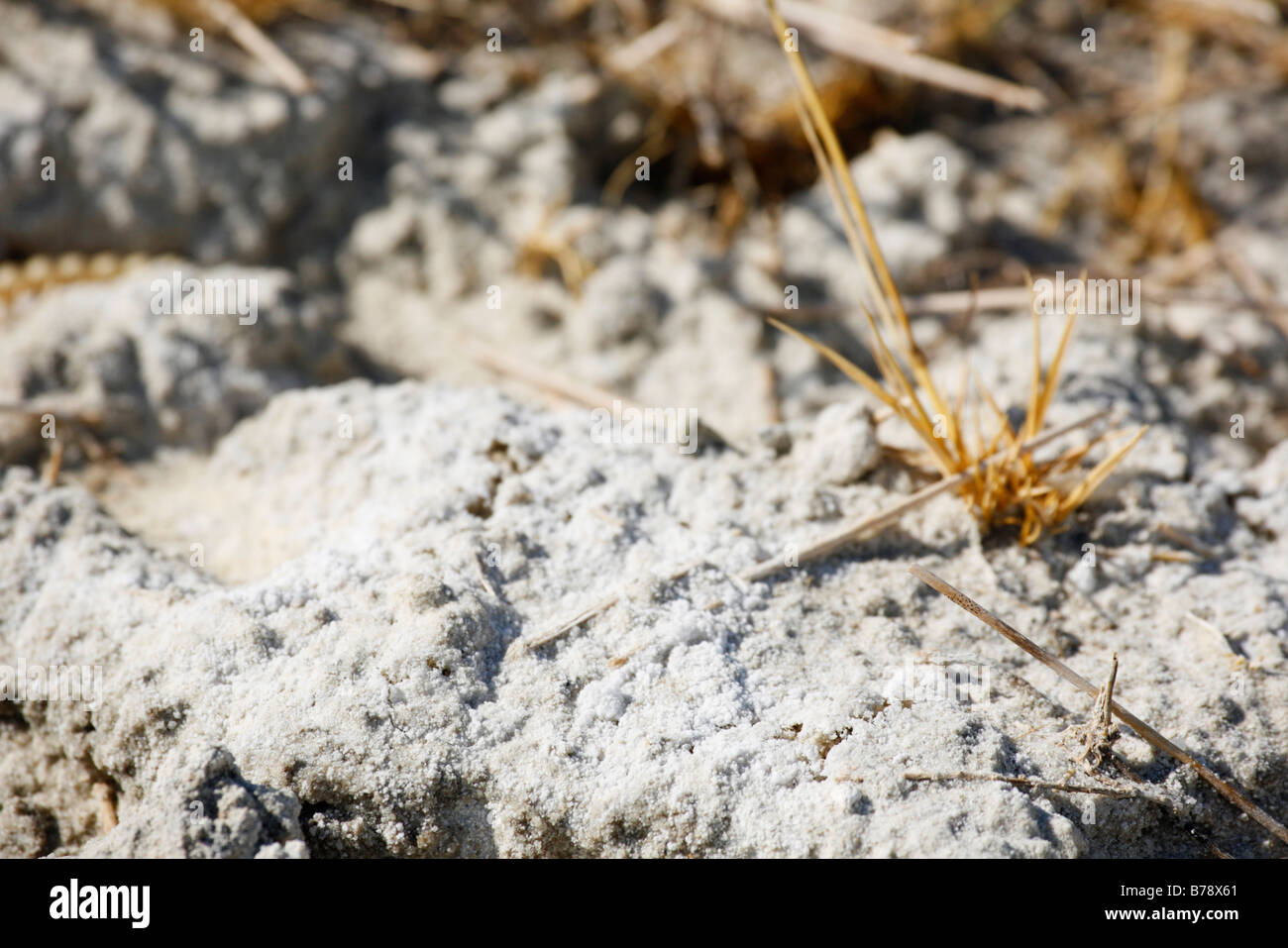 Salt crystals encrust the soil surface of the Makgadikgadi pans Stock ...
