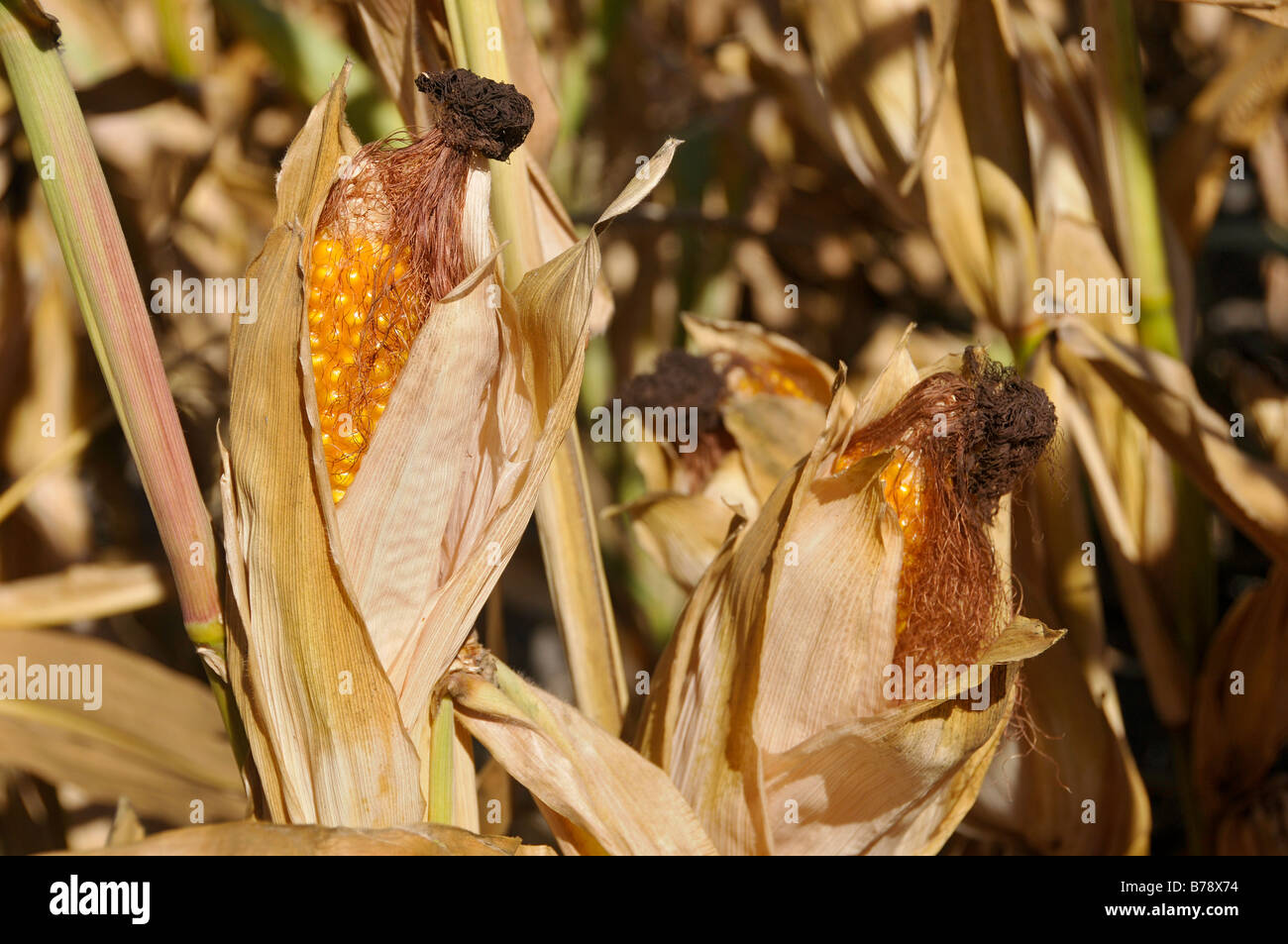 Mature maize ear on a stalk Stock Photo - Alamy