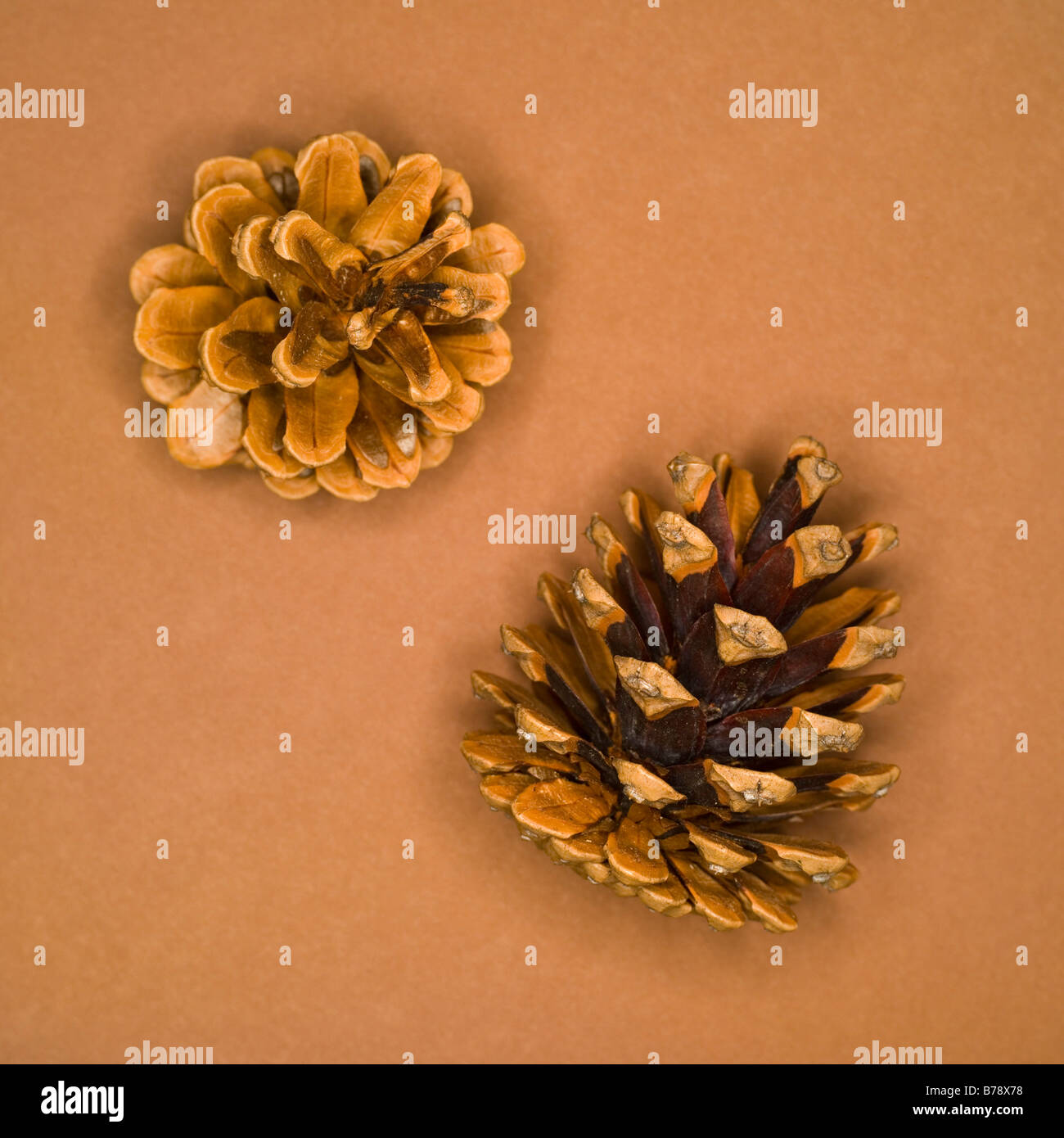 Two fir cones, elevated view Stock Photo - Alamy