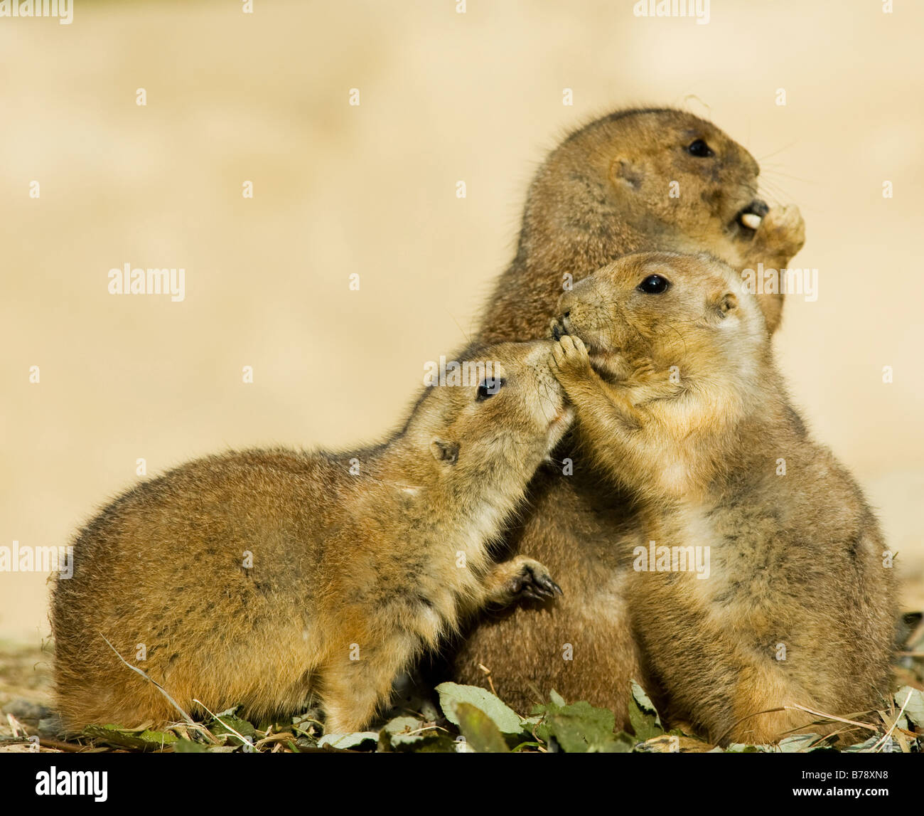 cute prairie dog Stock Photo - Alamy