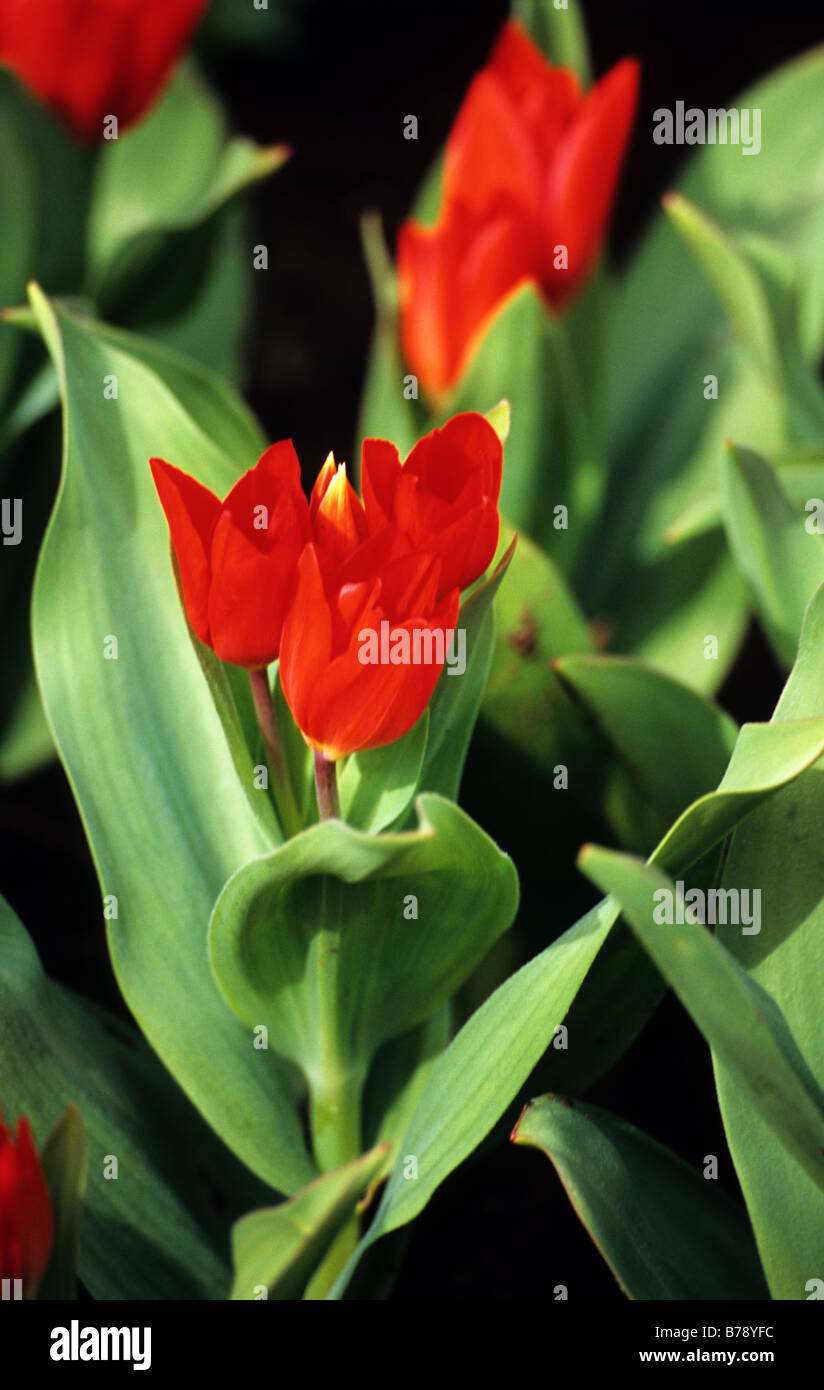 Tulipa Praestans Fusilier photographed at Keukenhof Gardens in Lisse ...