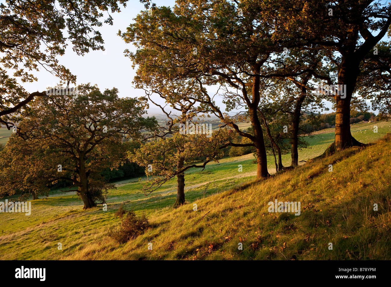 OAK TREES IN LANDSCAPE VALE OF USK MONMOUTHSHIRE S WALES UK Stock Photo ...