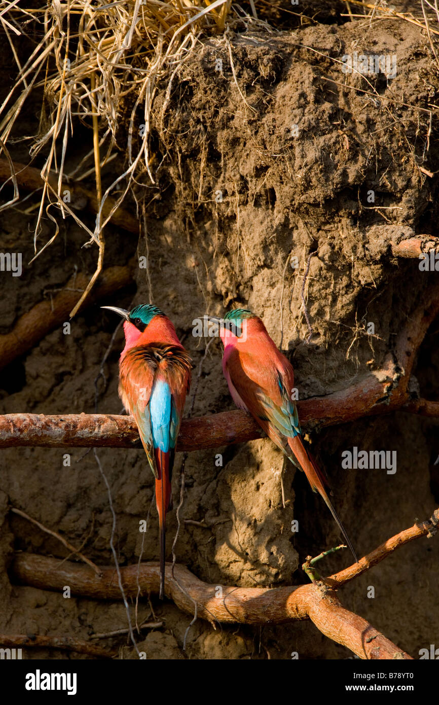 Carmine bee eater namibia hi-res stock photography and images - Alamy