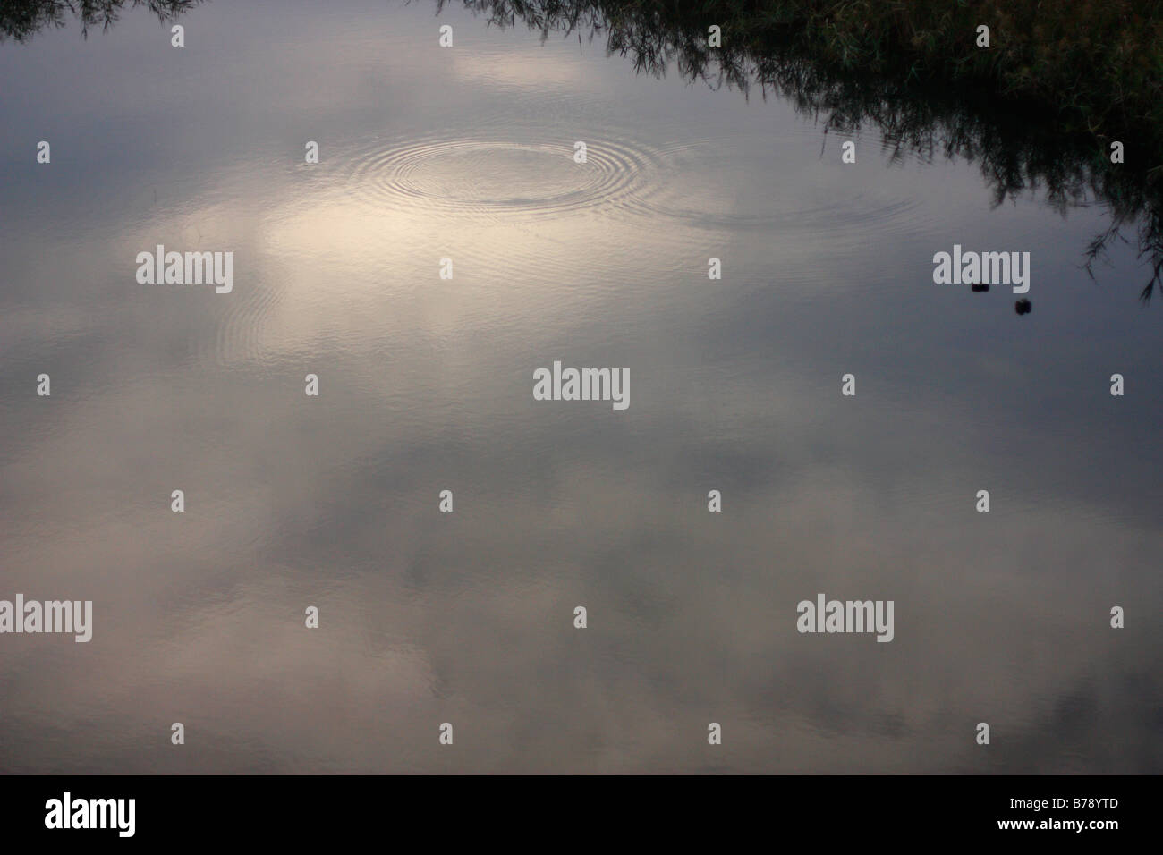 Fish ripples in calm water Stock Photo - Alamy