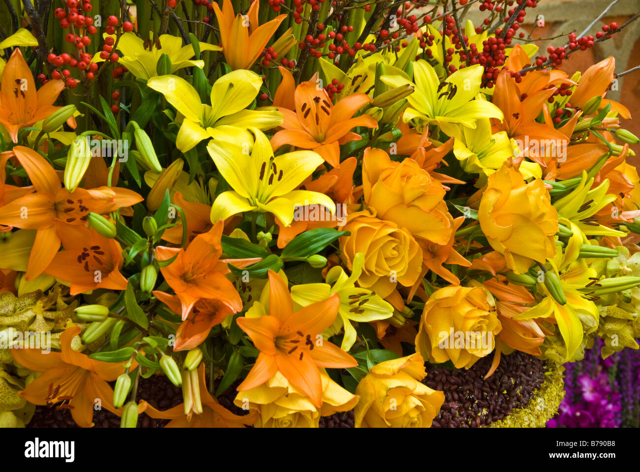 Peach orange colored rose hi-res stock photography and images - Alamy
