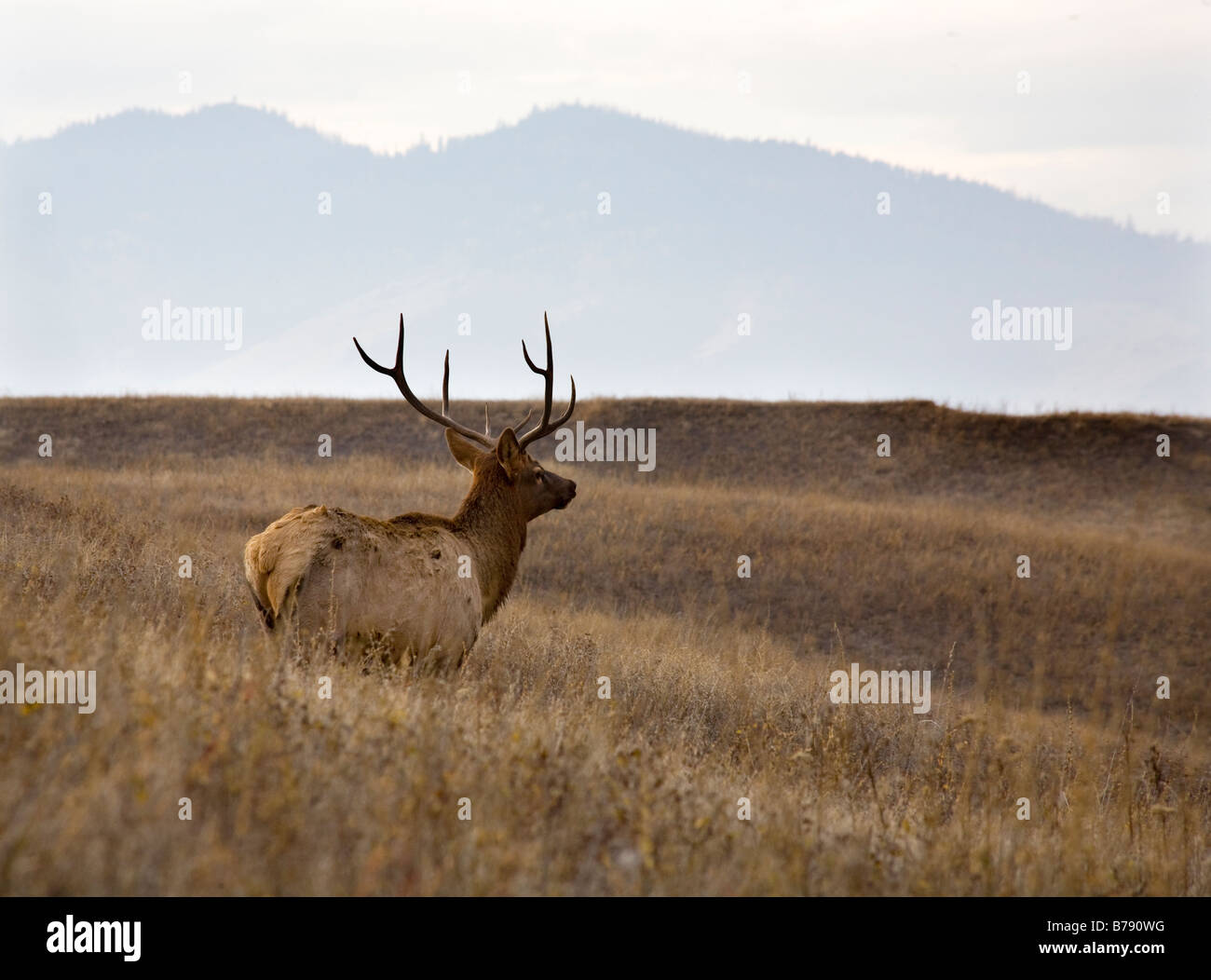 Male Elk with Rack of Horns in Meadow National Bison Range Charlo ...