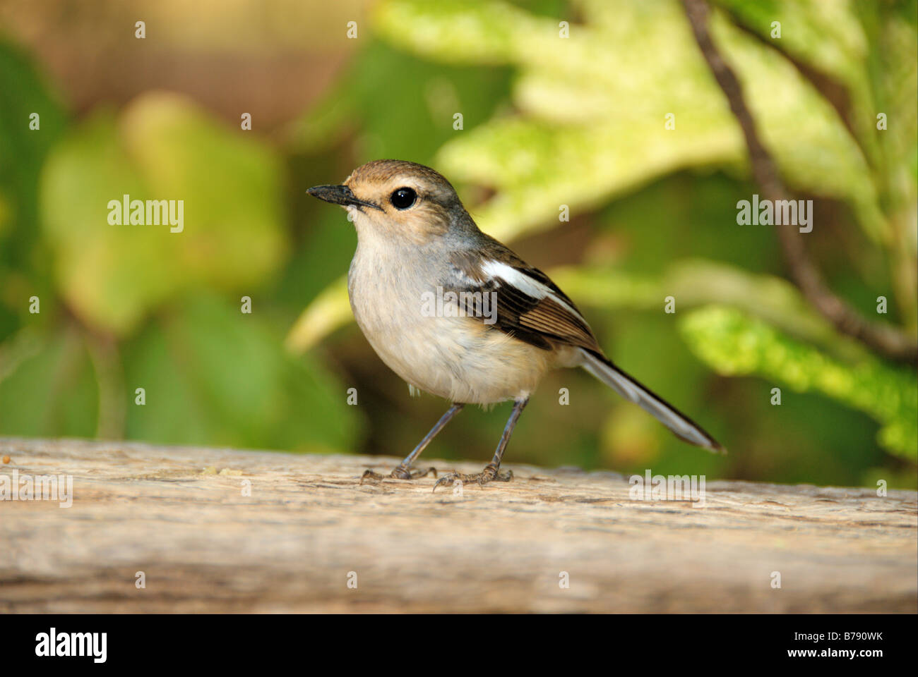 Female robin hi-res stock photography and images - Alamy