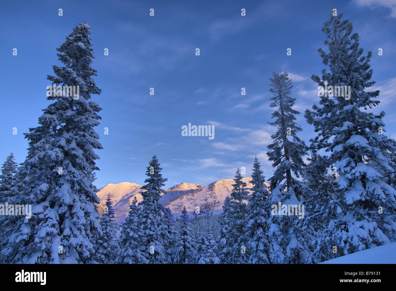 Morning snow on trees hi-res stock photography and images - Alamy