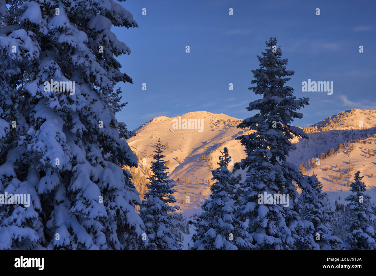 Morning snow on trees hi-res stock photography and images - Alamy