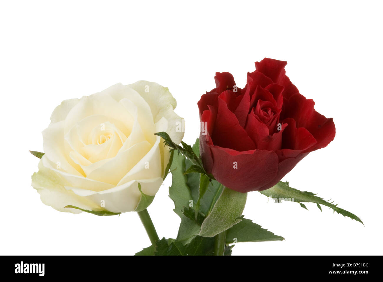 beautiful red and white rose isolated on a white background Stock Photo ...