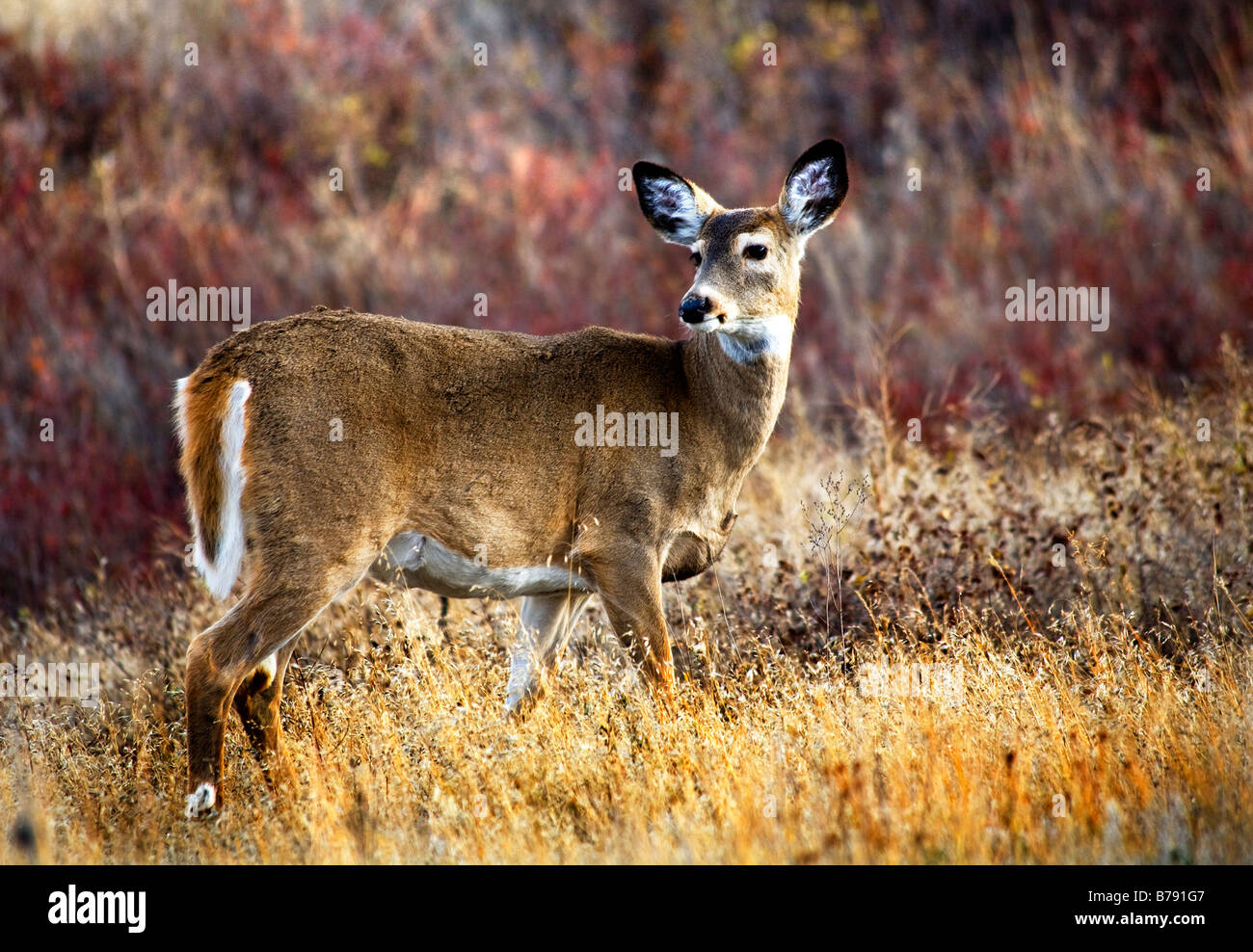 White Tail Deer National Bison Range Charlo Montana Stock Photo - Alamy