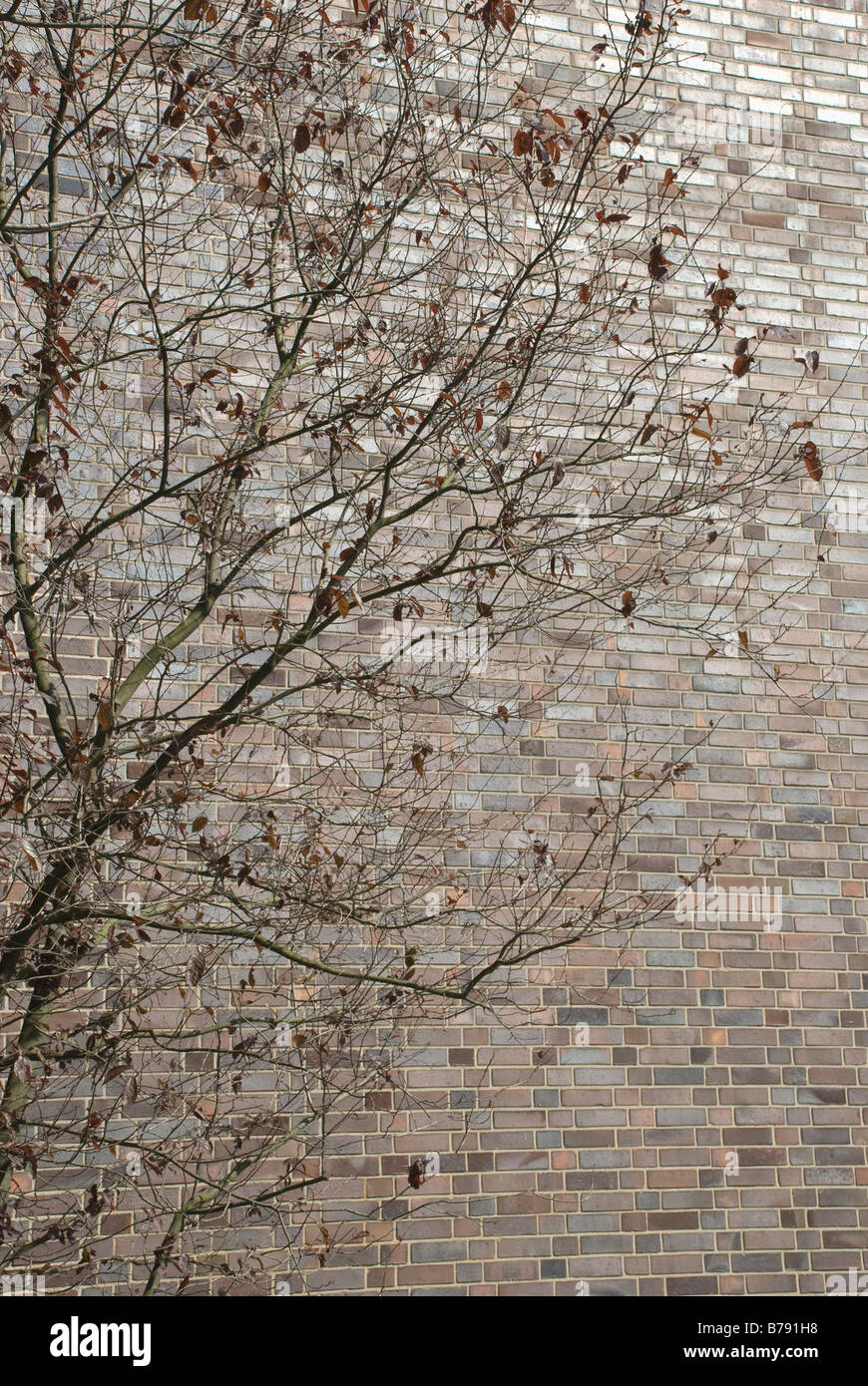 Brick wall, Tree with autumn foliage in foreground Stock Photo - Alamy