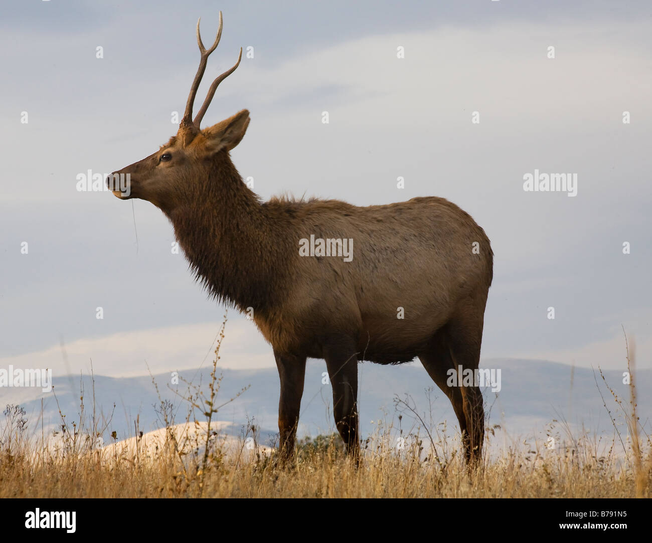 Young male elk horns hi-res stock photography and images - Alamy
