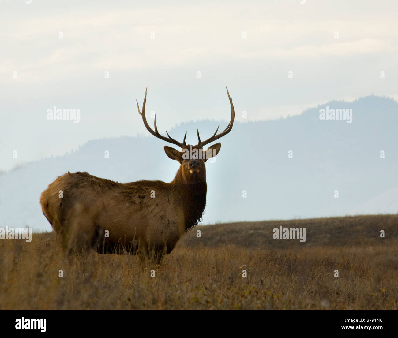 Older Male Elk with Large Rack of Horns National Bison Range Charlo ...