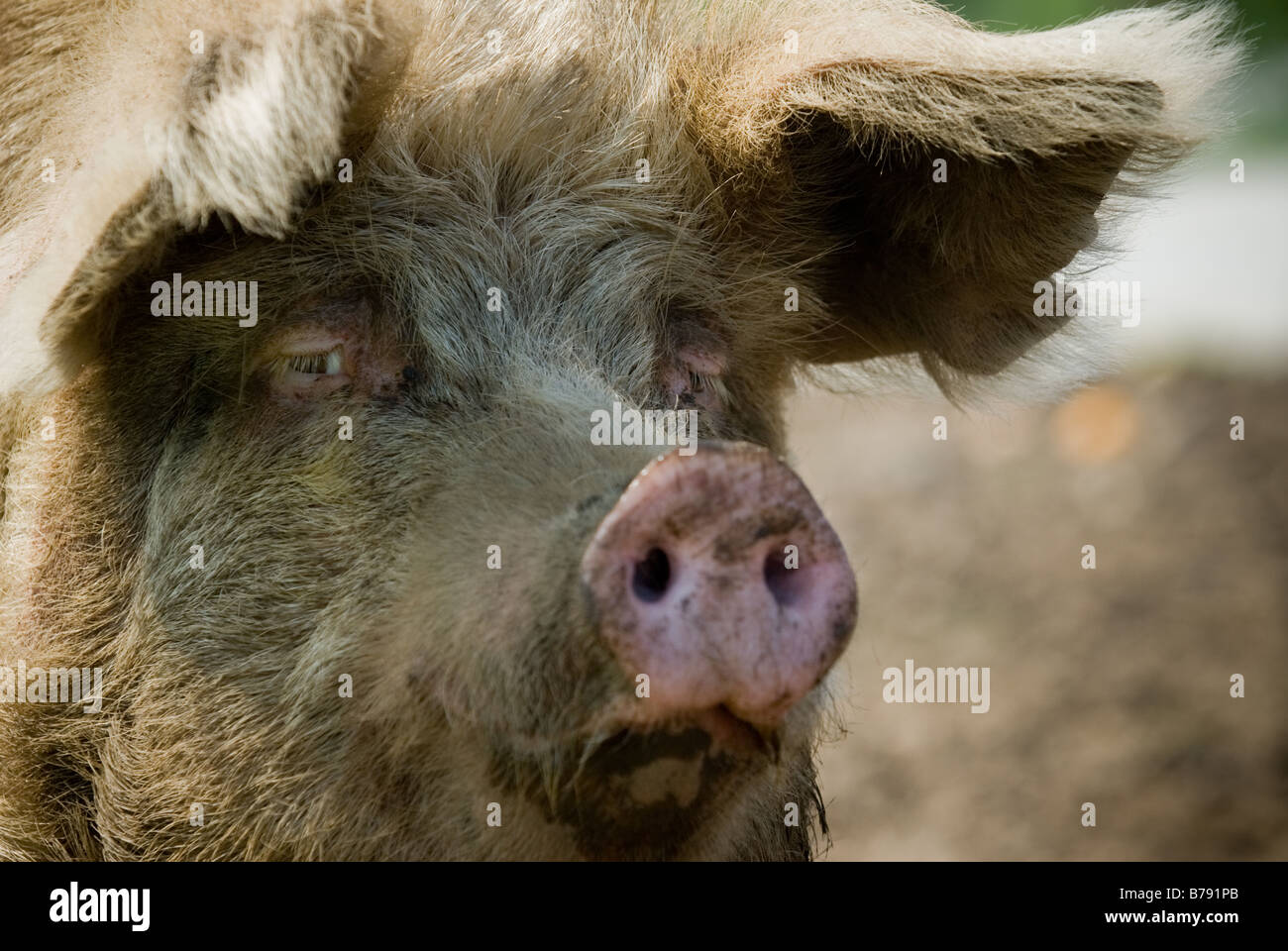 Pig Mouth Open High Resolution Stock Photography and Images - Alamy