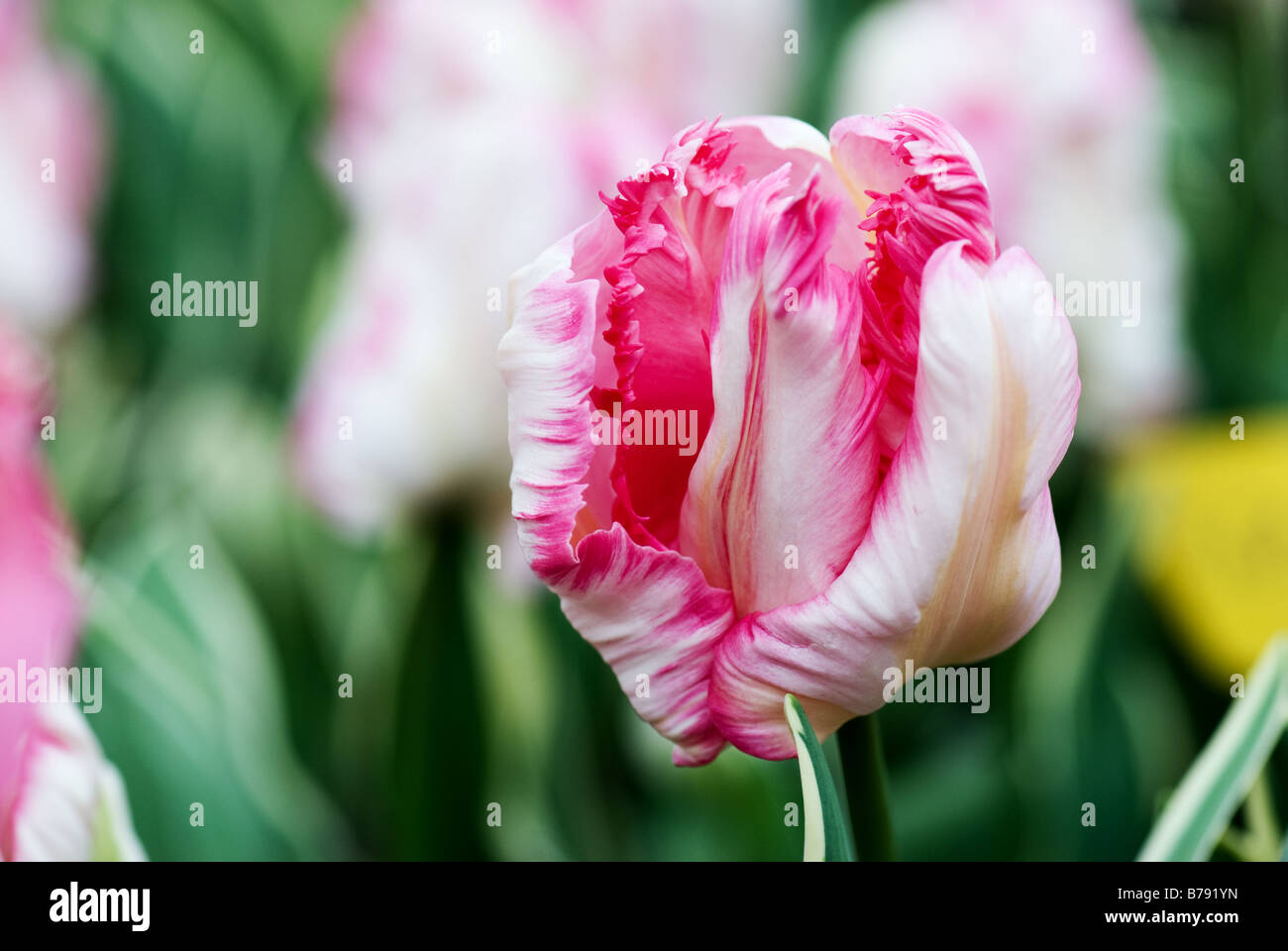 Parrot flower hi-res stock photography and images - Alamy