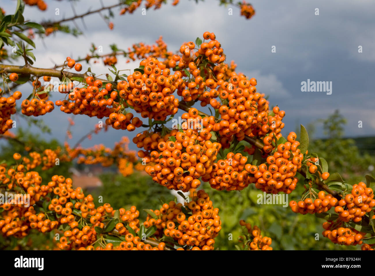 Rowan berry tree hi-res stock photography and images - Alamy