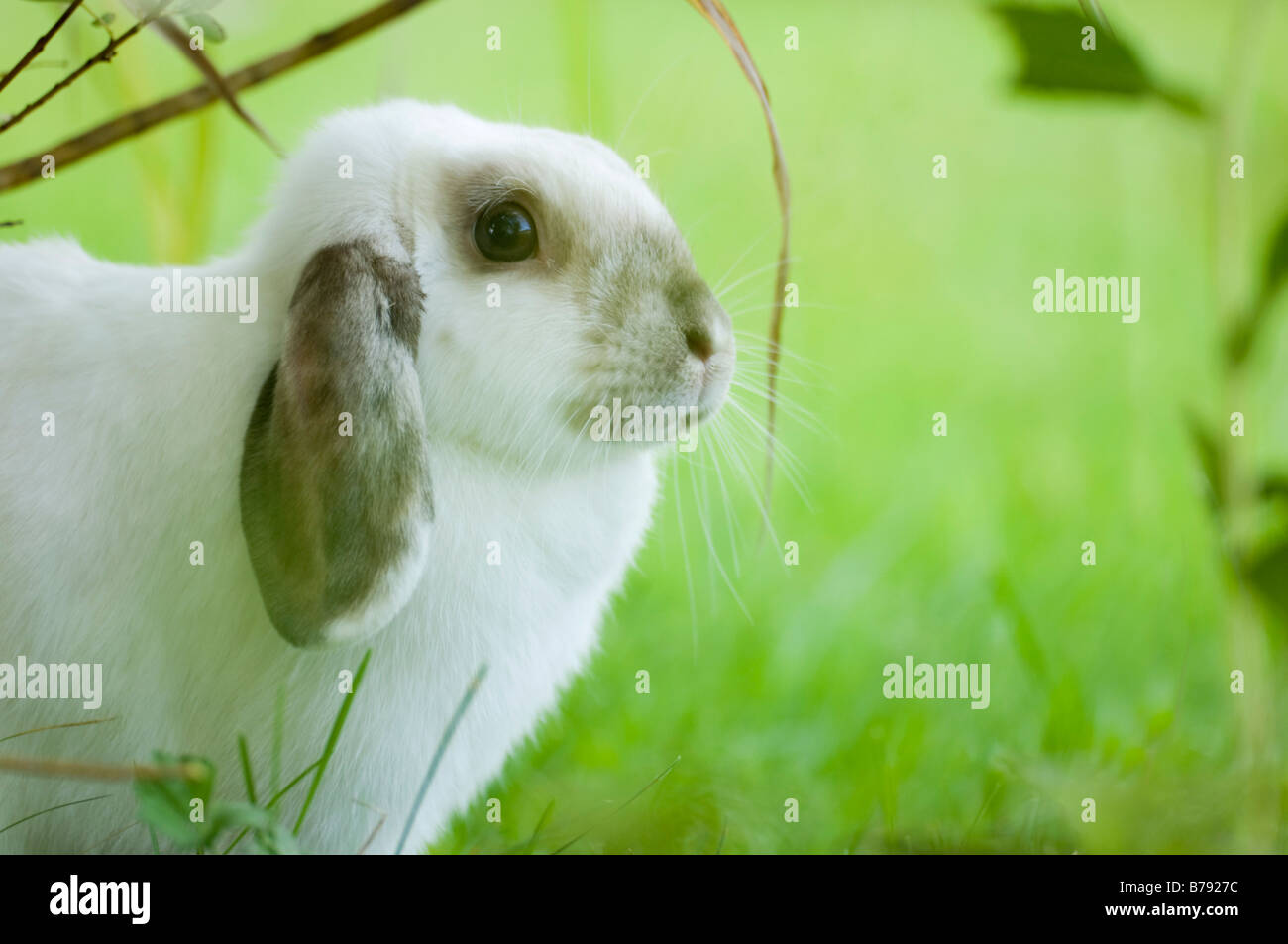 Dwarf rabbit in meadow, close-up, portrait Stock Photo - Alamy