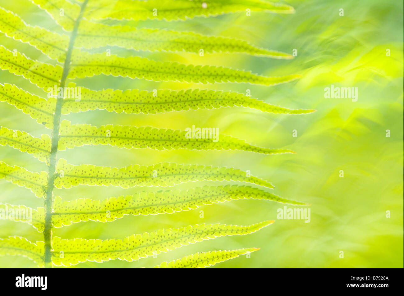 Wooly Tree Fern (Dicksonia antarctica), close-up Stock Photo - Alamy