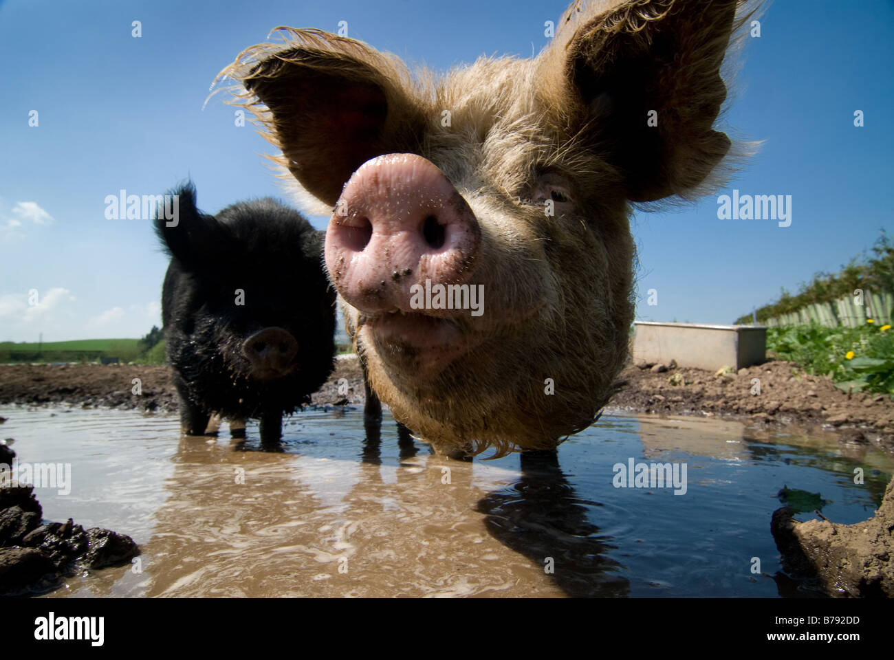 pigs in muddy water Stock Photo - Alamy