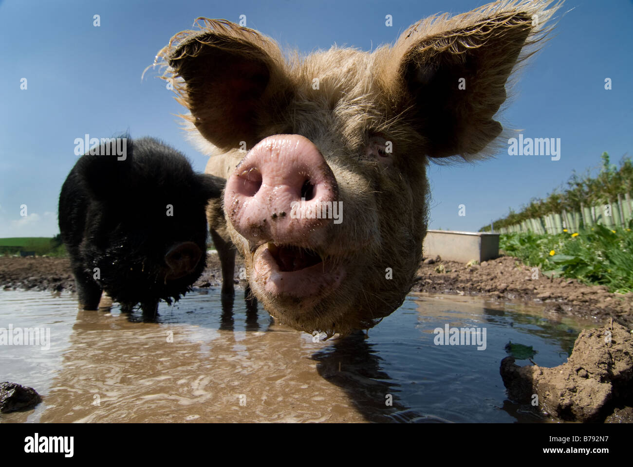 pigs in muddy water Stock Photo - Alamy