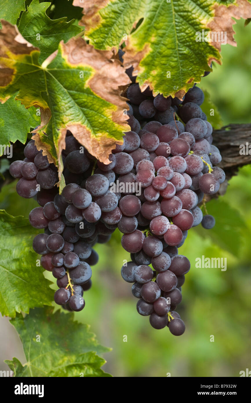 Muscat wine hi-res stock photography and images - Alamy