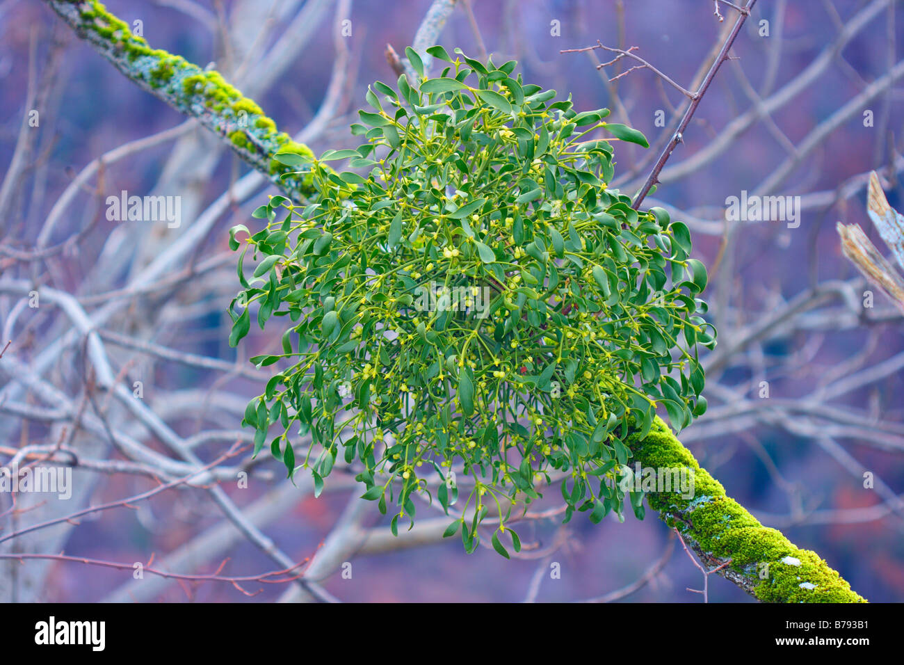 Mistletoes hi-res stock photography and images - Alamy