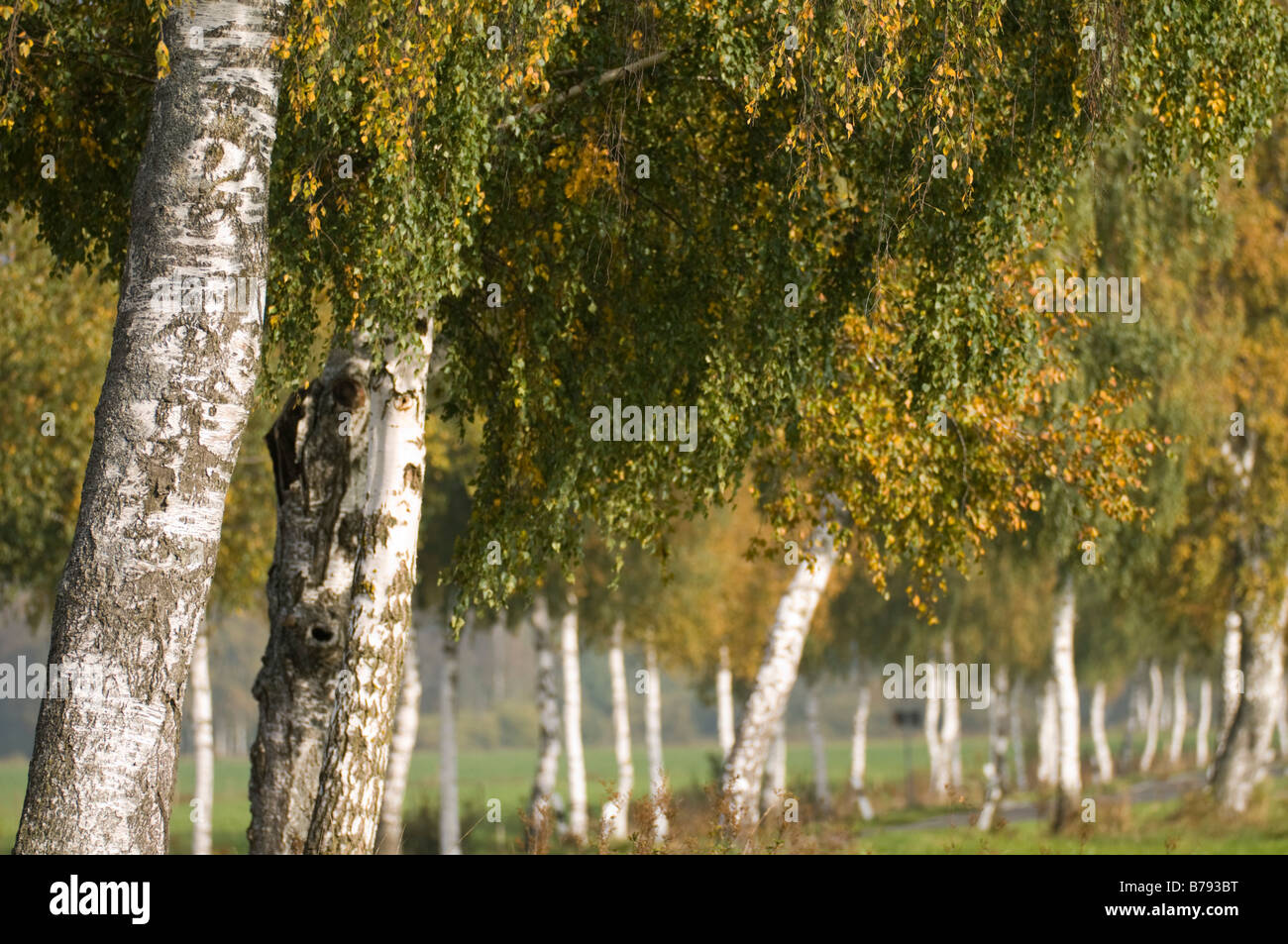 Germany, Baden Württemberg, Silver Birch trees (Betula pendula) along ...