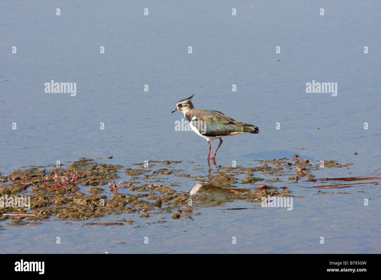 Vanellus vanellus, Northern Lapwing standing in a shallow mud scrape ...
