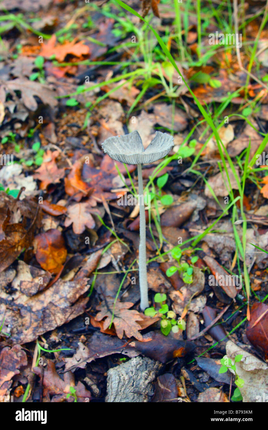 Mushroom, Coprinus sp Stock Photo - Alamy
