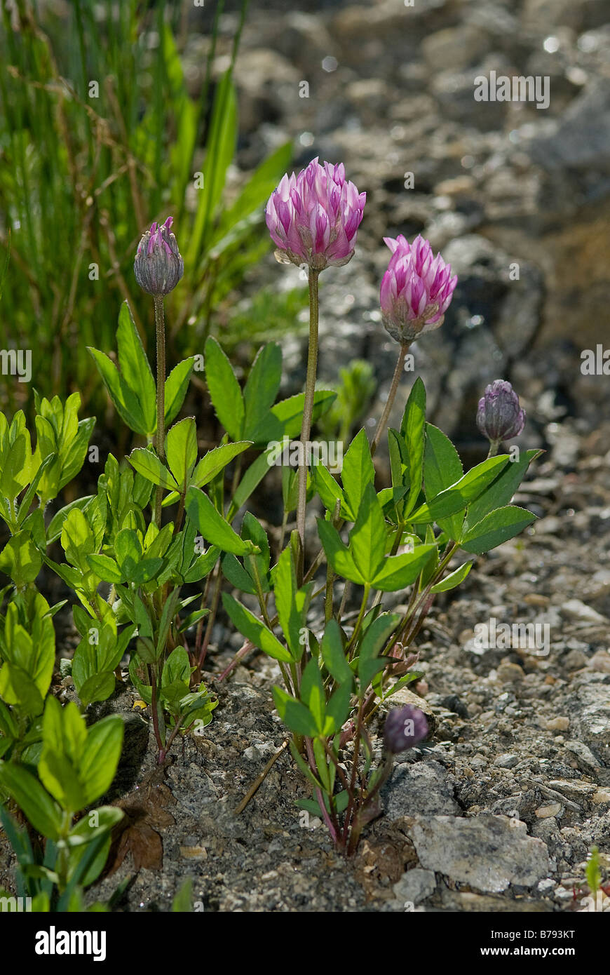 Trifolium dayphyllum hi-res stock photography and images - Alamy