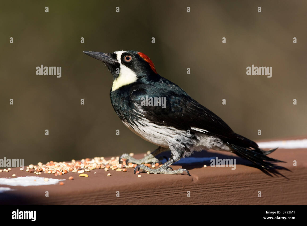 Acorn Woodpecker Female Stock Photo - Alamy