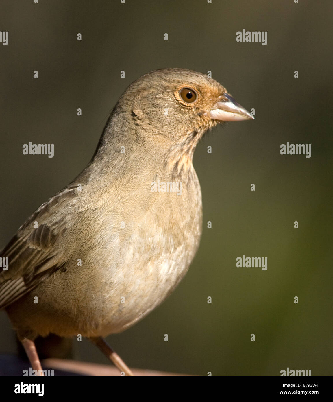 Pipilo crissalis hi-res stock photography and images - Alamy