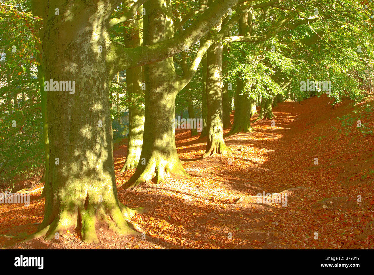 Fall treees hi-res stock photography and images - Alamy