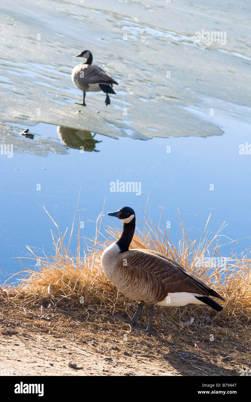 Two Canada geese, one on edge of lake, the other standing on ice with ...