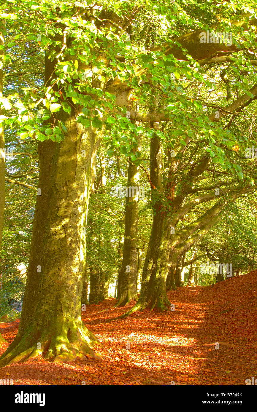 Clent hills england hi-res stock photography and images - Alamy